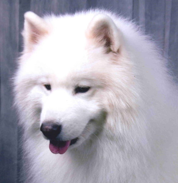 Rainbow Bridge | Dog Categories | Sancha Samoyeds