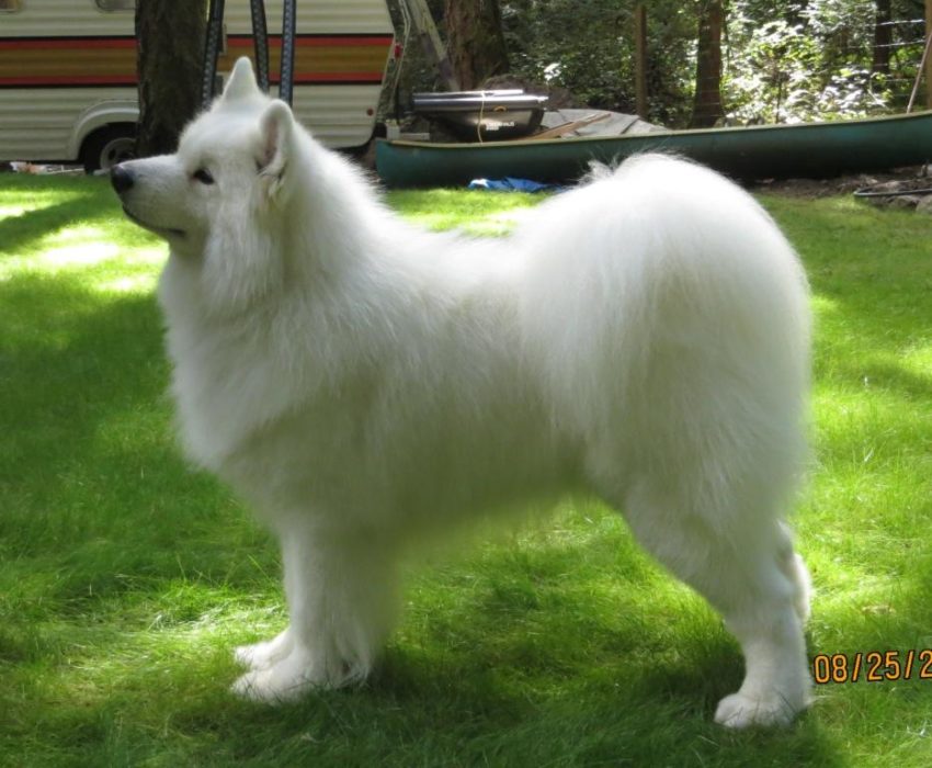 Logan | Sancha Samoyeds