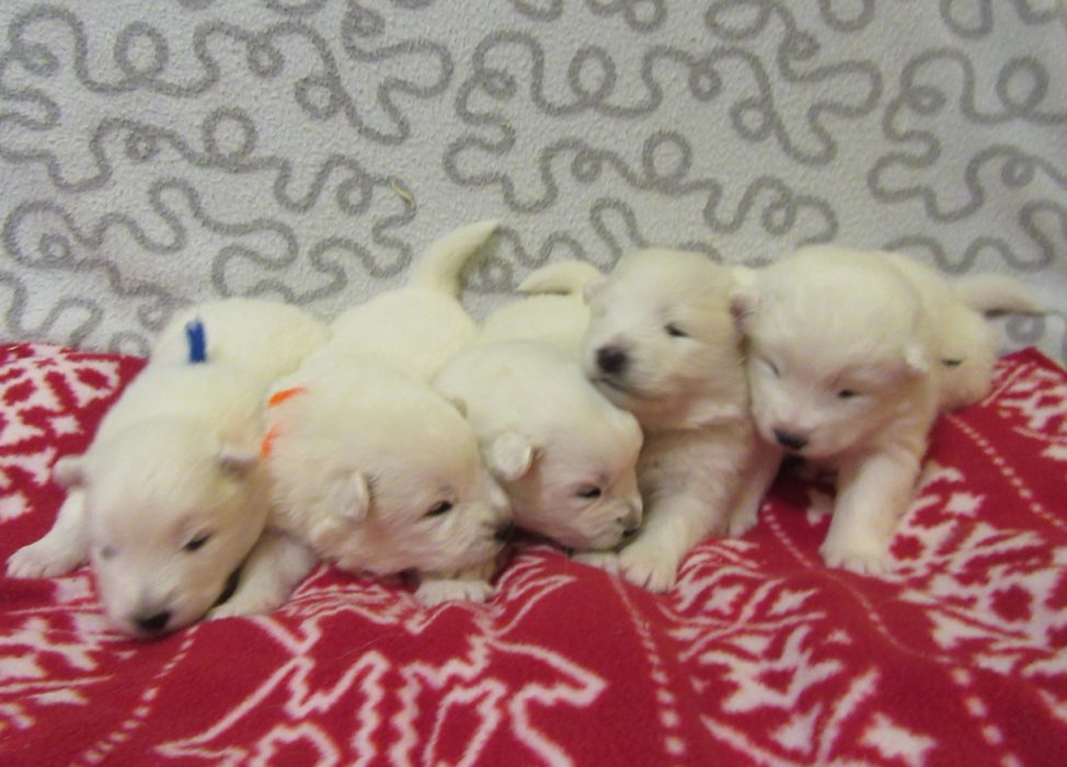 Litters | Sancha Samoyeds