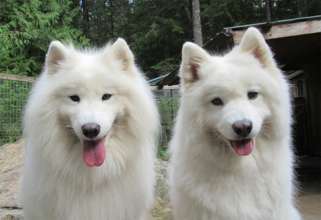 Litters | Sancha Samoyeds
