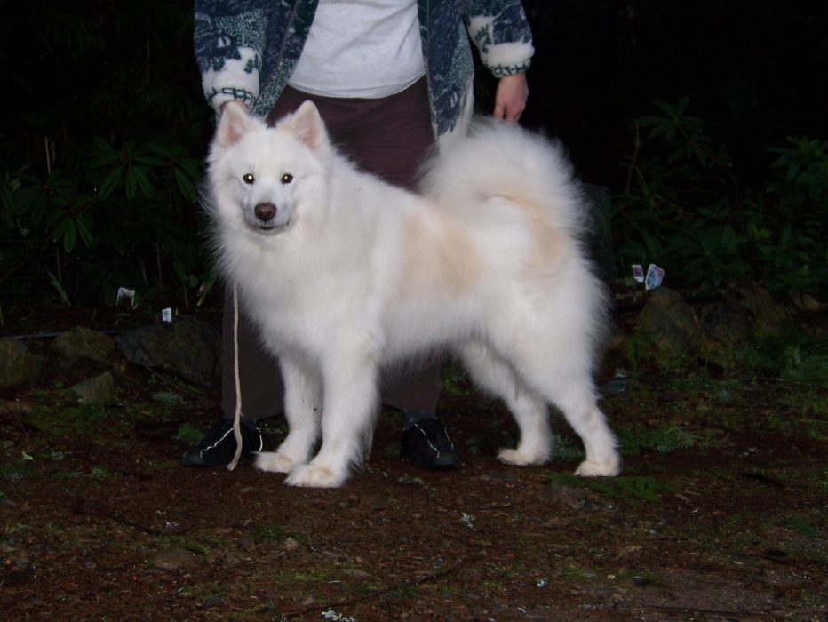 Rainbow Bridge | Dog Categories | Sancha Samoyeds