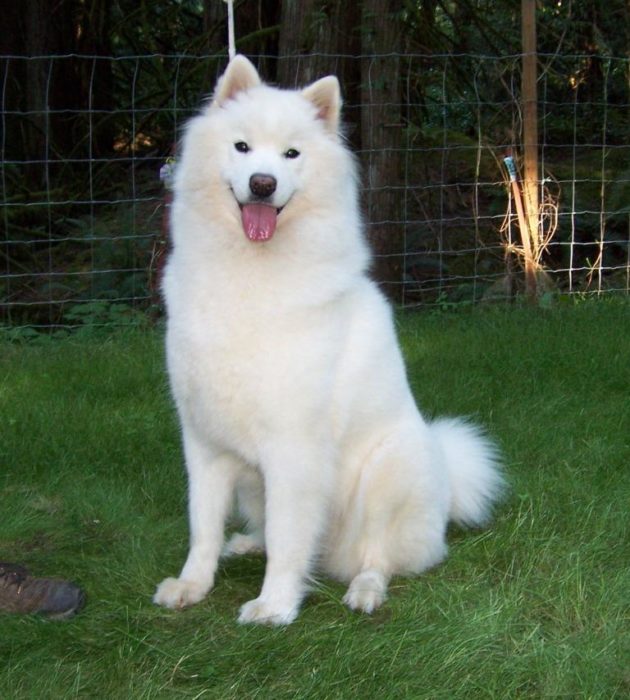 Extended family | Dog Categories | Sancha Samoyeds